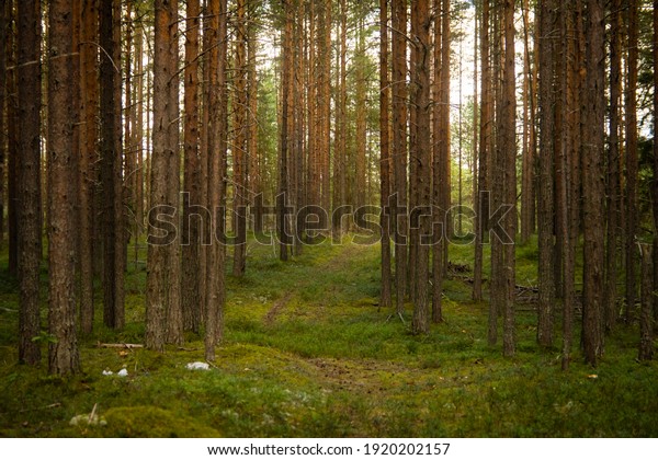 1,490,975 Forest Botany Images, Stock Photos & Vectors | Shutterstock