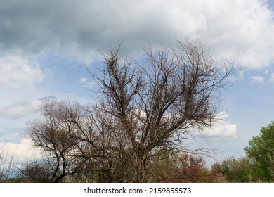Landscape Withered Dead Tree Consequences Severe Stock Photo 2159855573 ...