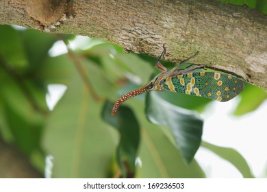 Bracken Common Growing Leaf Stock Photo 1380358022 | Shutterstock