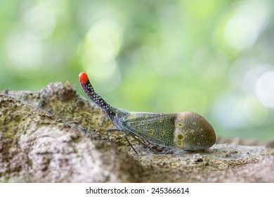 10 Pyrops pyrorhyncha Images, Stock Photos & Vectors | Shutterstock