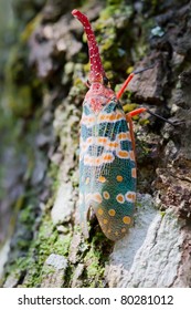 Lanternfly Insect On Lychee Tree Stock Photo (Edit Now) 80281012