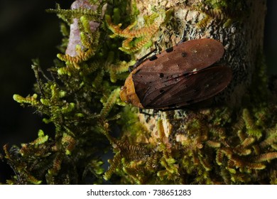 48 Penthicodes 图片、库存照片和矢量图 | Shutterstock