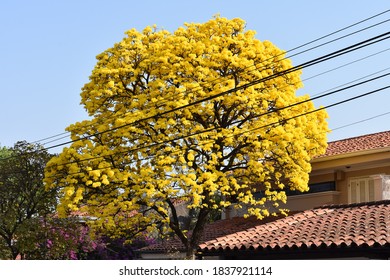 1,909 Lapacho Tree Images, Stock Photos & Vectors | Shutterstock