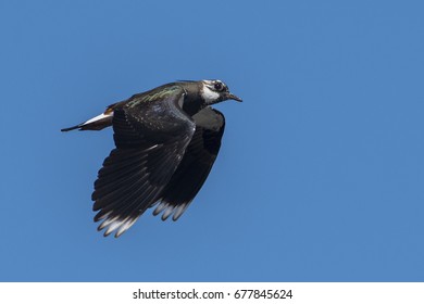 90 Kievit bird Images, Stock Photos & Vectors | Shutterstock