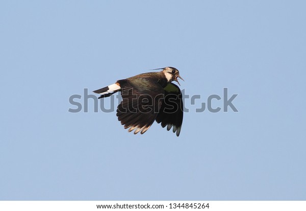 Lapwing Flight Opened Beak Dropped Wings Stock Photo 1344845264 ...