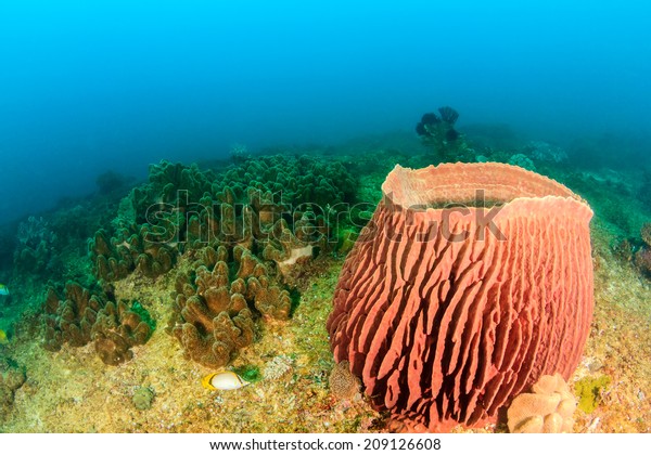 Large Barrel Sponge On Deep Tropical Stock Photo (Edit Now) 209126608