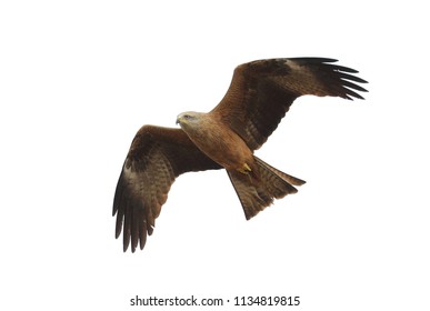 Large Brown Eagle Waved Wings Isolated Stock Photo 1134819815 | Shutterstock