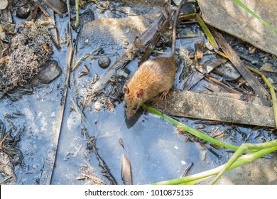 Large Brown Rat Drinking Pool Dirty Stock Photo 1010875135 | Shutterstock