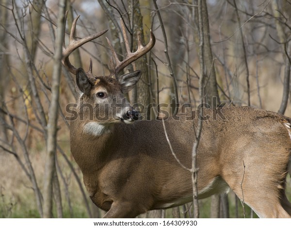 Large Buck Looking Back Stock Photo 164309930 | Shutterstock