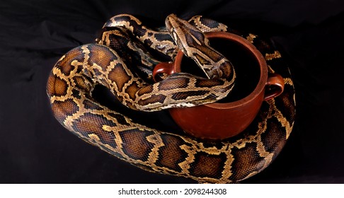 1,219 Clay snake Images, Stock Photos & Vectors | Shutterstock