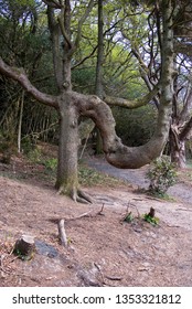 878 Contorted Tree Images, Stock Photos & Vectors | Shutterstock