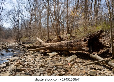 515 Deadfall tree Images, Stock Photos & Vectors | Shutterstock