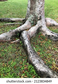 Large Deep Tree Roots Stock Photo 2123834849 | Shutterstock