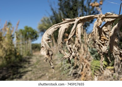 Large Dried Leaf Stock Photo 745917655 | Shutterstock