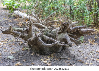 140 Dry Backyards Ideas Images, Stock Photos & Vectors | Shutterstock
