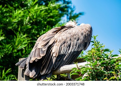 460 Back view eagle Images, Stock Photos & Vectors | Shutterstock