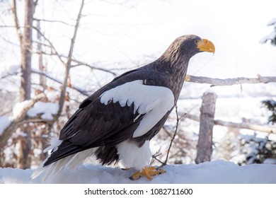 Large Eagle King Bird Type Family ภาพสต็อก 1082711600 | Shutterstock