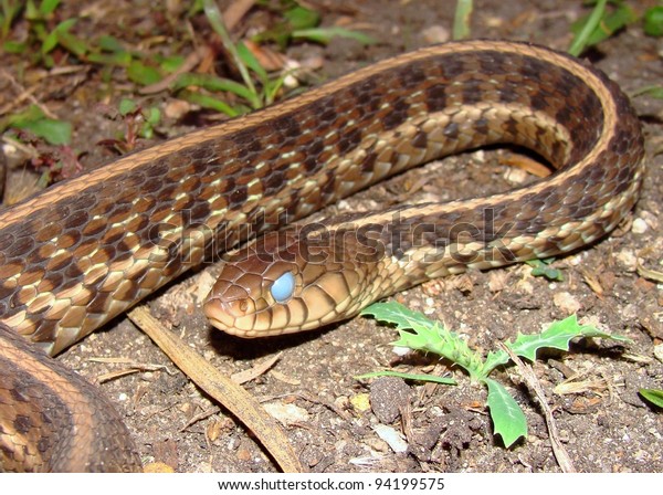 Large Eastern Garter Snake Thamnophis Sirtalis Stock fotografie ...