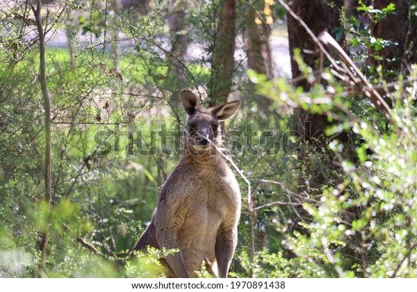 "Kangaroo arms" - 1.176 Ảnh, vector và hình chụp có sẵn | Shutterstock