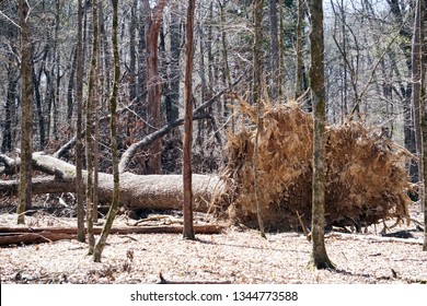 Large Fallen Dead Tree Exposing Dirt Stock Photo 1344773588 | Shutterstock