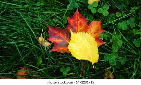 Large Fallen Red Maple Leaf On Stock Photo 1472281715 | Shutterstock