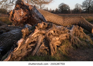 8,376 Large fallen tree Images, Stock Photos & Vectors | Shutterstock