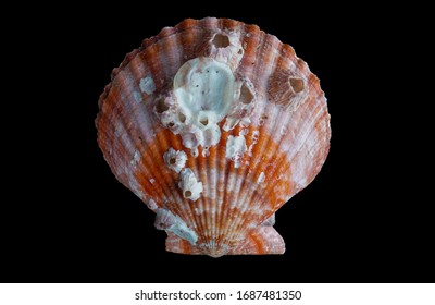 23,469 Large sea shell Images, Stock Photos & Vectors | Shutterstock