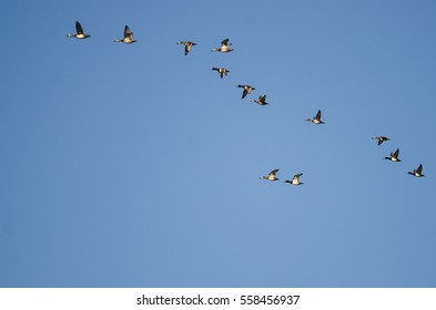 6,431 Birds Flying In Circle Stock Photos, Images & Photography ...