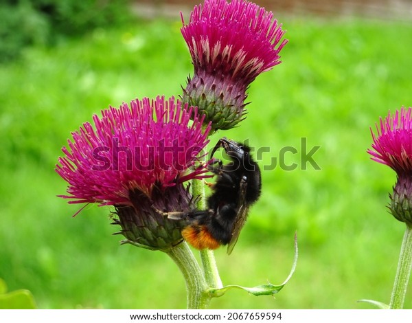 Large Fluffy Bee Drinking Nectar Flowering Stock Photo 2067659594 ...