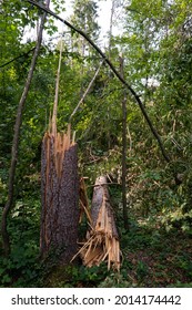 8,083 Snapped tree Images, Stock Photos & Vectors | Shutterstock