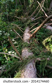 8,083 Snapped tree Images, Stock Photos & Vectors | Shutterstock