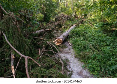 Large Forest Tree Snapped Half After Stock Photo 2014174463 | Shutterstock