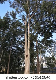 Large Ghost Gum Tree Forest Queensland Stock Photo 1306255690 ...
