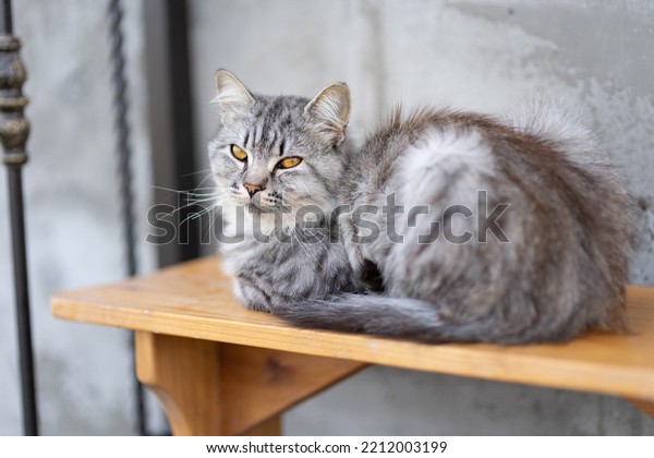 Large Gray Tabby Cat Napping On Stock Photo 2212003199 | Shutterstock