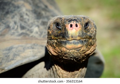 Large Ground Turtle Close Head Shot Stock Photo 356313164 | Shutterstock
