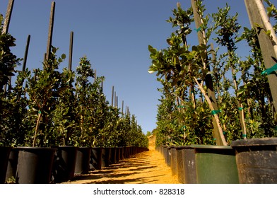 Large Growing Fields Stock Photo 828318 | Shutterstock
