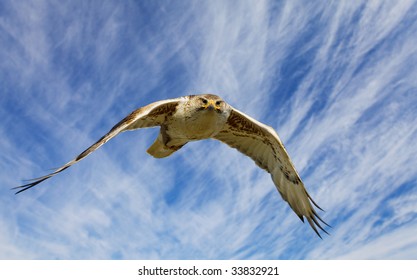 Large Hawk Flight Staring Camera Stock Photo 33832921 | Shutterstock