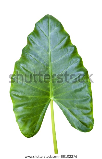Large Leaf Isolated On White Background Stock Photo 88102276 | Shutterstock
