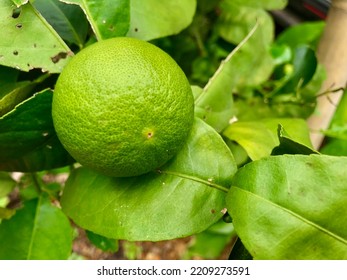 Large Lemon Tree Stock Photo 2209273591 | Shutterstock