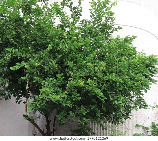 Large Lemon Tree White Background Stock Photo 1790121269 | Shutterstock