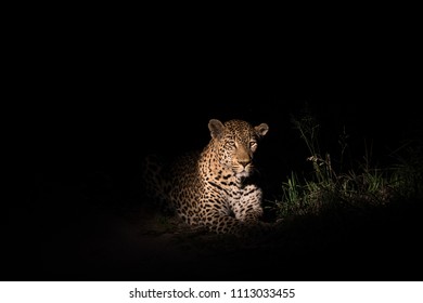 4,413 imágenes de Leopard at night - Imágenes, fotos y vectores de ...