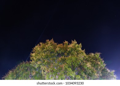 Large Mango Tree Lighted Night Stock Photo 1034093230 | Shutterstock