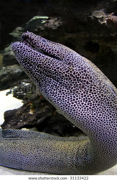 Large Moray Eel Beautiful Patterned Skin Stock Photo (Edit Now) 31133422