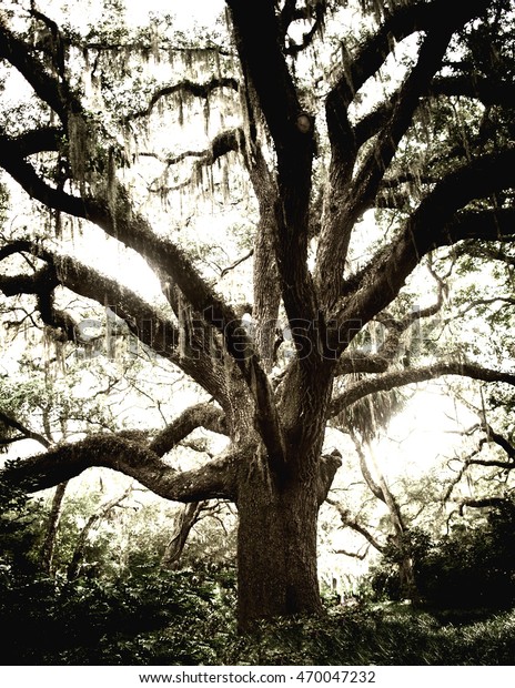Large Mossy Oak Tree Stock Photo 470047232 | Shutterstock