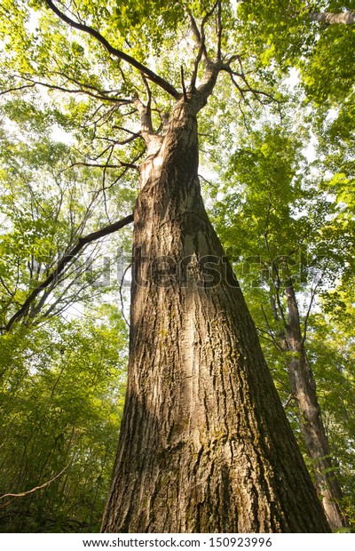 Large Oak Tree Stock Photo (Edit Now) 150923996