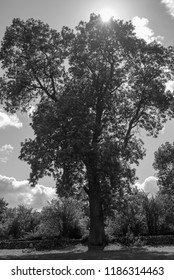 Large Oak Tree Casting Shadow Field Stock Photo 1186314463 | Shutterstock