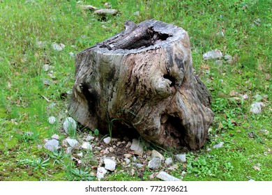 Large Old Cut Down Tree Stump Stock Photo 772198621 | Shutterstock