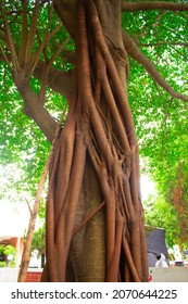 Large Old Tree Whose Trunk Covered Stock Photo 2070644225 | Shutterstock