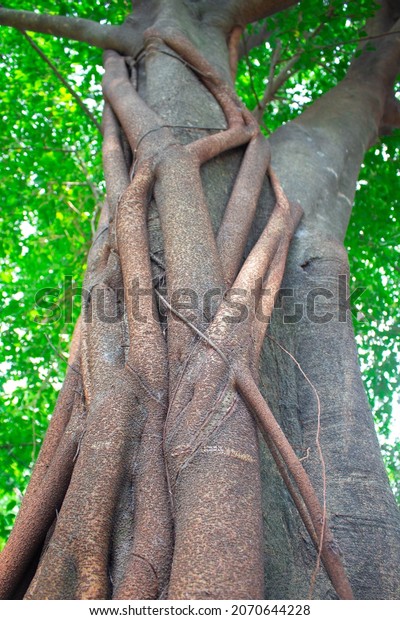 Large Old Tree Whose Trunk Covered Stock Photo (Edit Now) 2070644228
