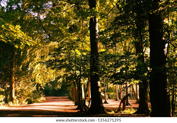 Large Open Space Forest Capturing Beautiful Stock Photo 1356271295 ...
